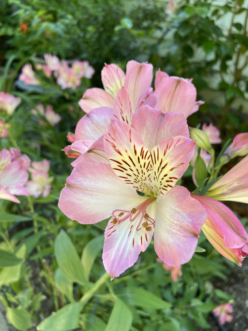 Peruvian Lily (Alstroemeria 'Summer Break') in the Peruvian Lilies ...