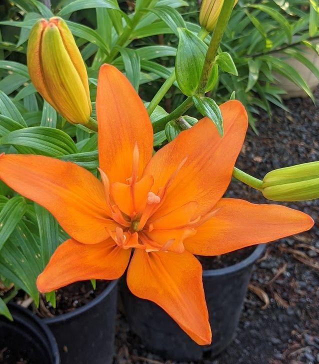 Photo of the bloom of Lily (Lilium 'Scoubidou') posted by Joy - Garden.org