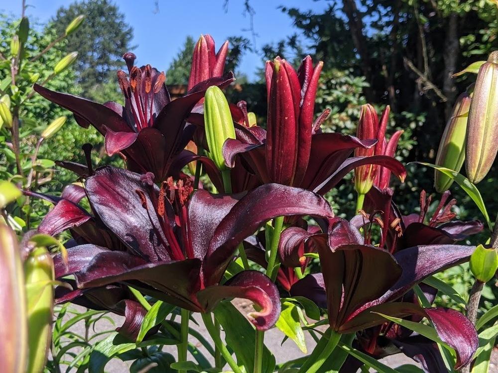Photo of the bloom of Lily (Lilium 'Nightrider') posted by Joy - Garden.org
