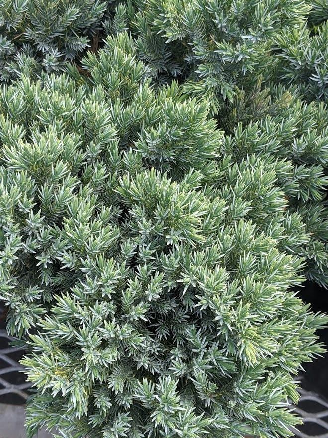 Photo of the leaves of Flaky Juniper (Juniperus squamata 'Blue Star ...