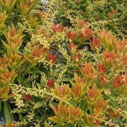 Dwarf Japanese Andromeda (Pieris japonica var. yakushimensis 'Prelude ...