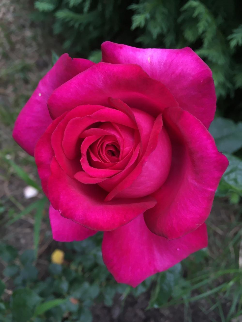 Rose (Rosa 'Johann Wolfgang von Goethe Rose') in the Roses Database ...