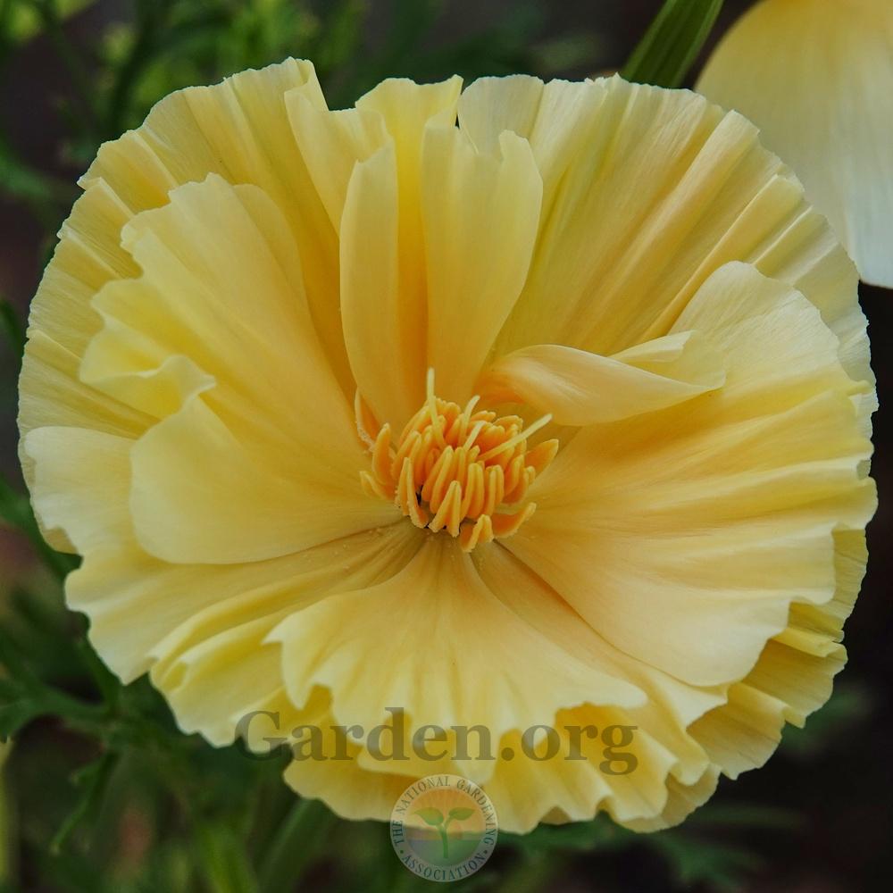 California Poppy (Eschscholzia californica 'Jelly Beans') - Garden.org