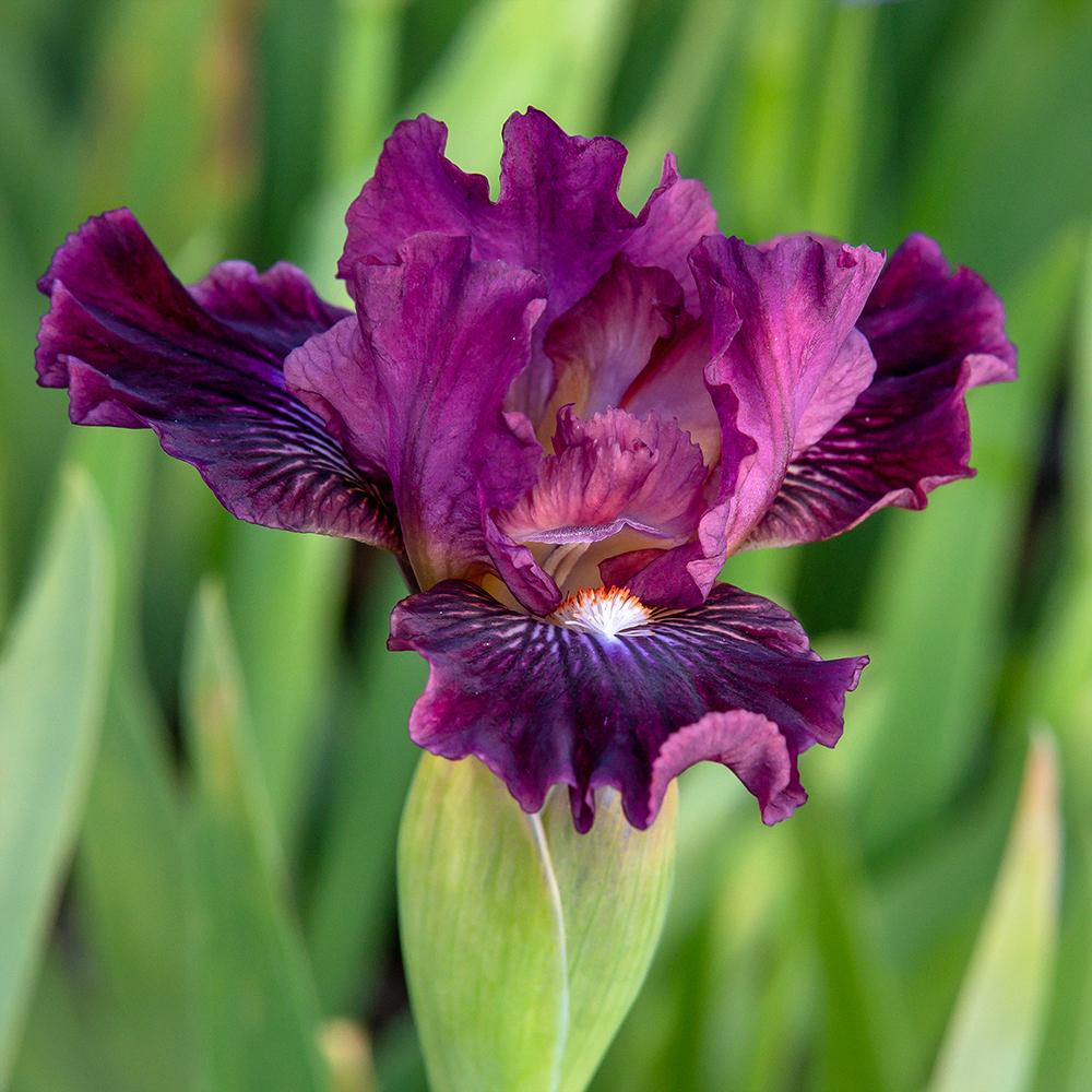 Standard Dwarf Bearded Iris (Iris 'Raspberry Tiger') in the Irises ...