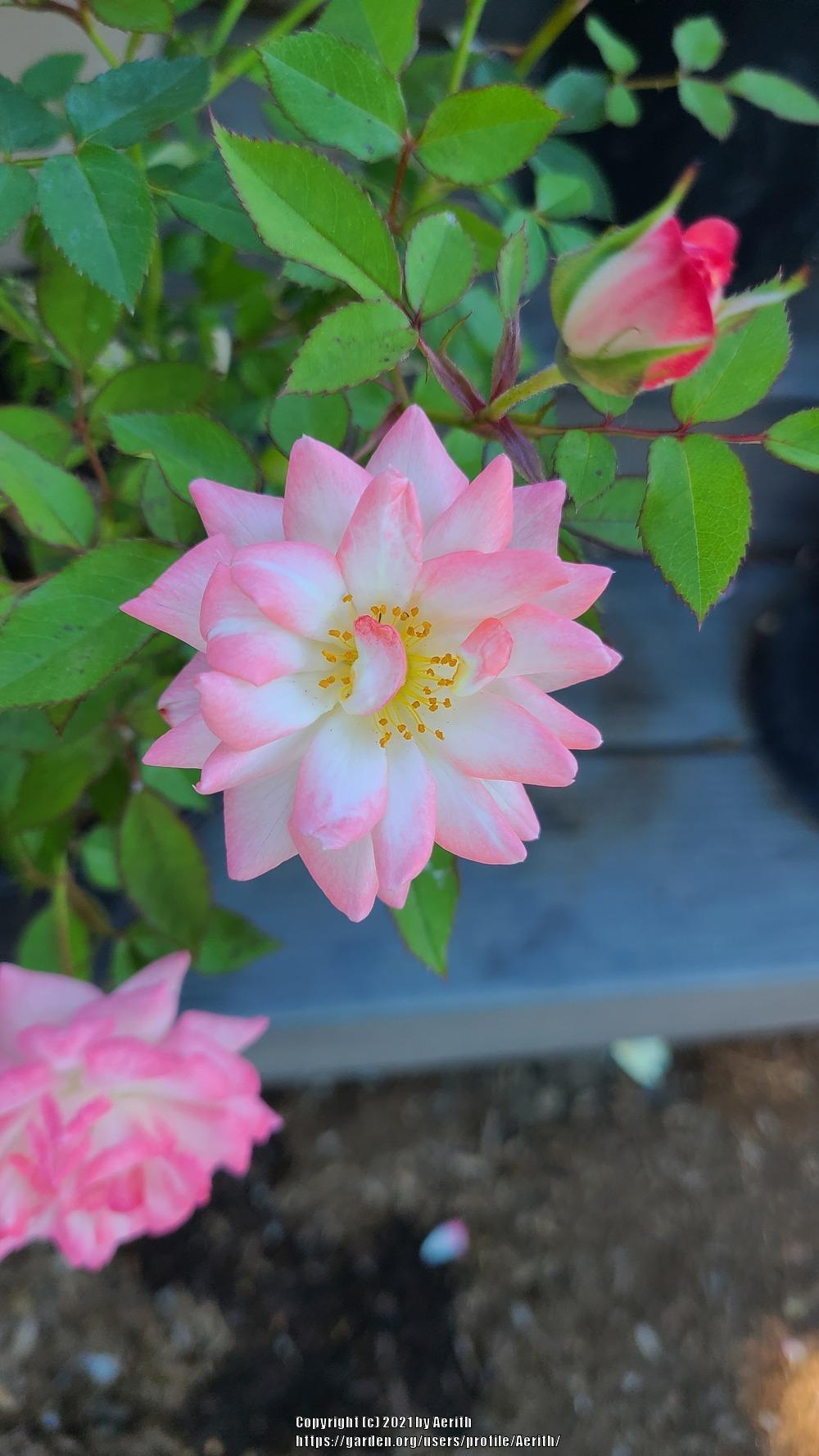 Photo of the bloom of Rose (Rosa 'Pink Petticoat') posted by Aerith ...