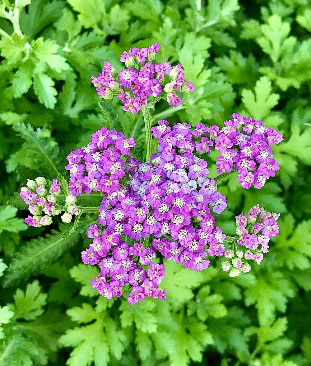 Yarrow (Achillea 'Firefly Amethyst') in the Yarrows Database - Garden.org