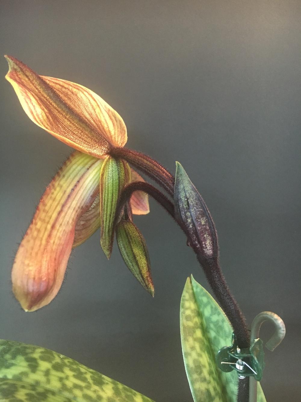 Photo of the closeup of buds, sepals and receptacles of Orchid ...