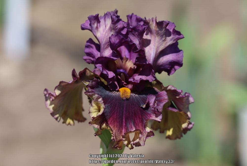 Tall Bearded Iris (Iris 'Creature of the Night') in the Irises Database ...