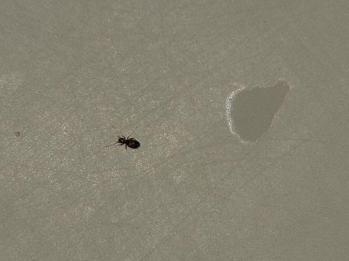 Very tiny bugs on Chinese money plant and depressed clearweed in the ...