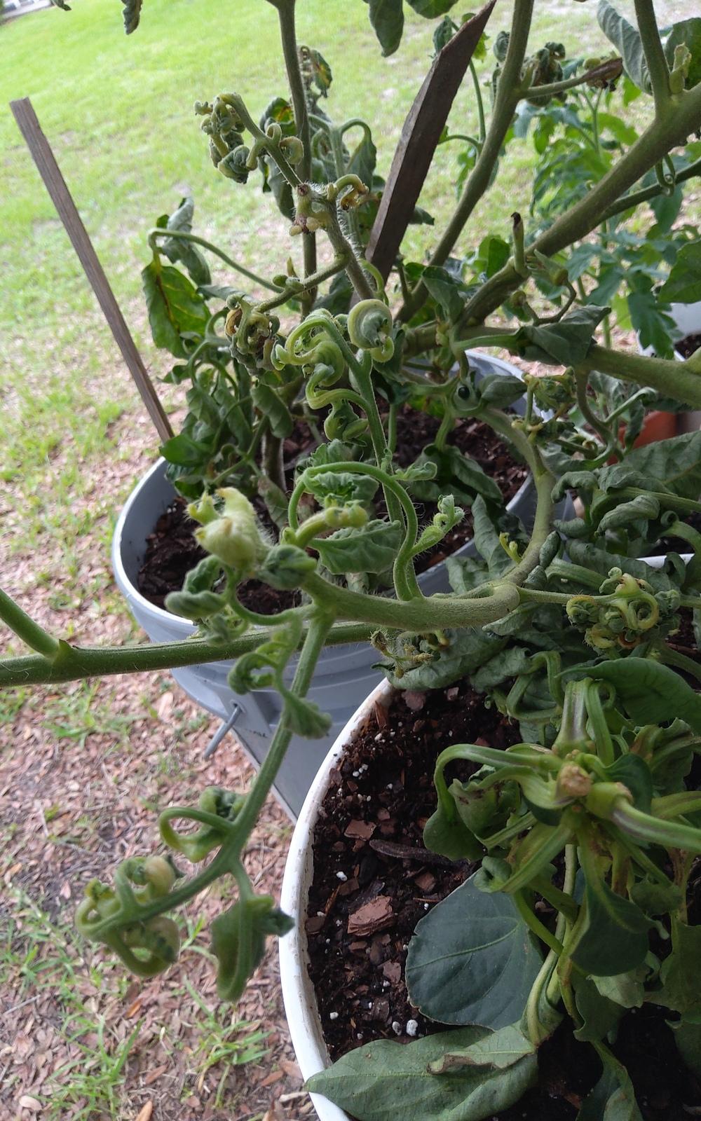 Deformed tomato plants in the Ask a Question forum - Garden.org
