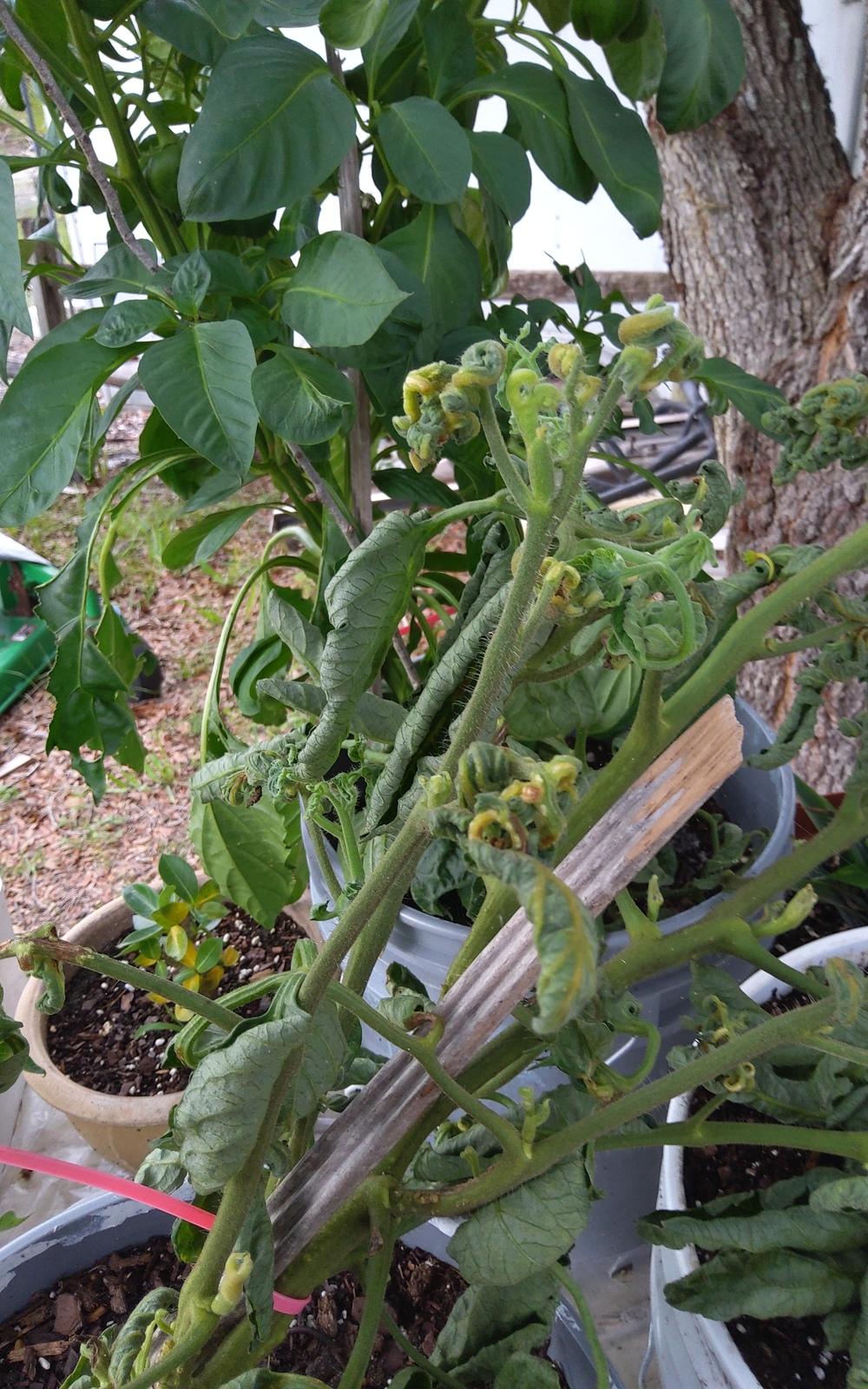 Deformed tomato plants in the Ask a Question forum - Garden.org
