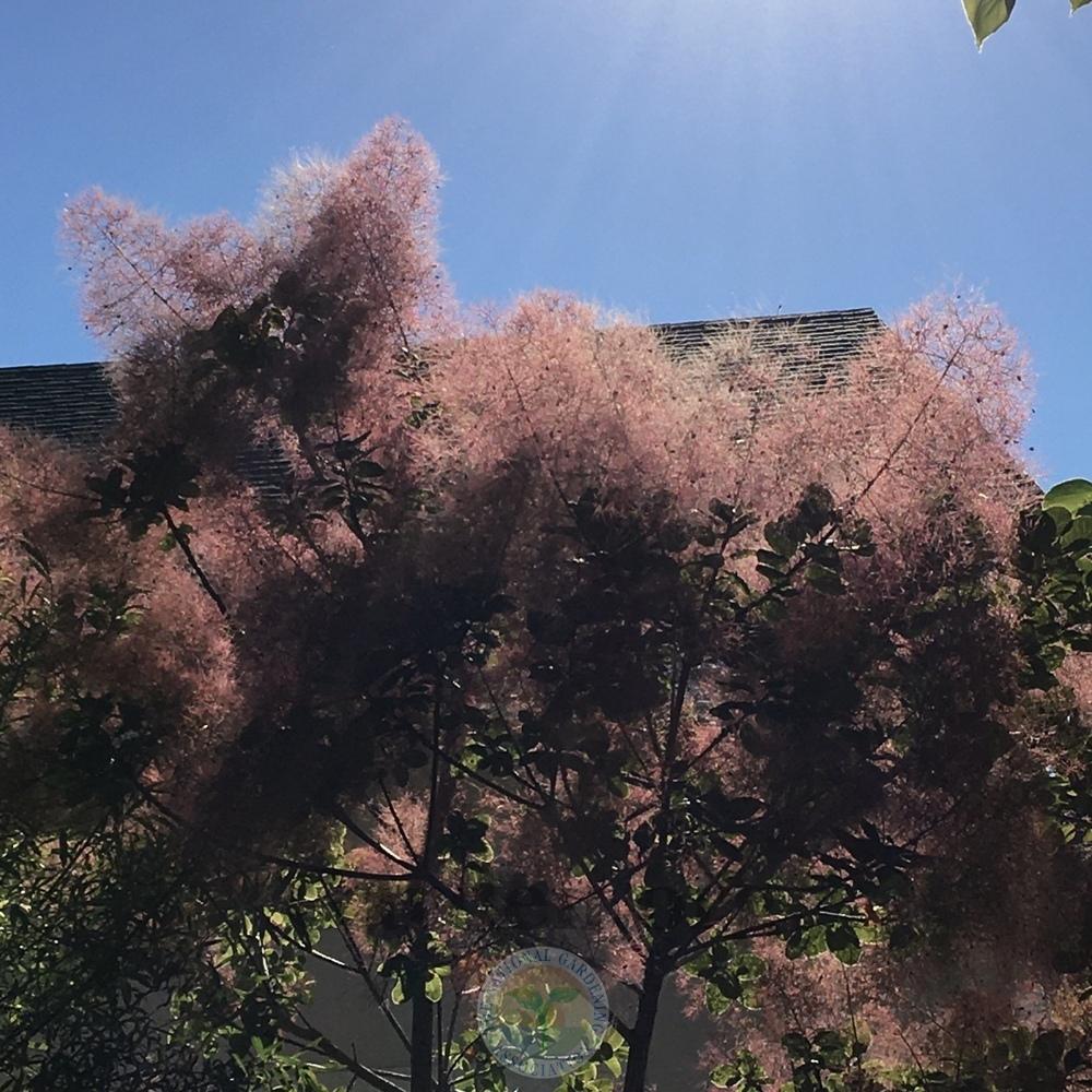 Smoketrees: Plant Care and Collection of Varieties - Garden.org