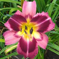 Photo of the bloom of Daylily (Hemerocallis 'Speedo') posted by Betja ...