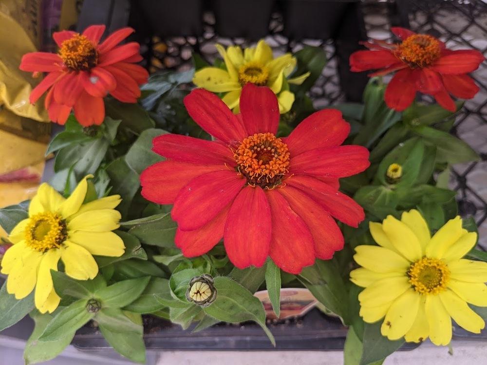 Zinnia Zahara™ Bonfire Mix - Garden.org