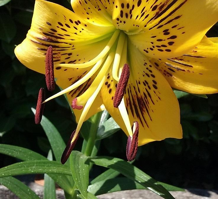 Photo of the stamens, filaments and pistils of Lily (Lilium 'Yellow ...