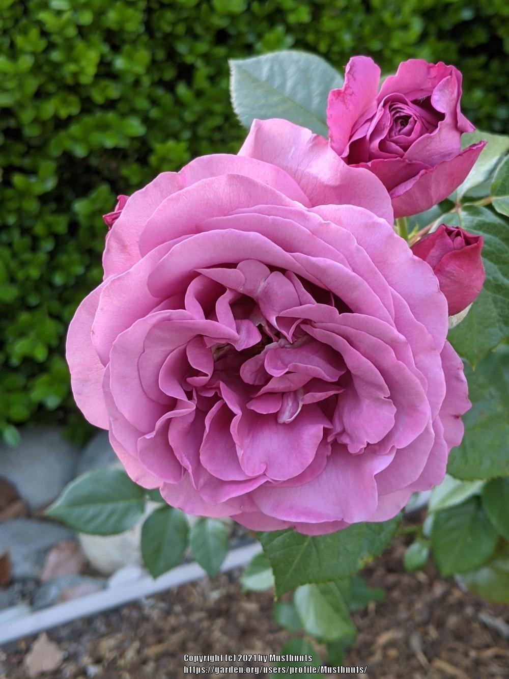Most consistent lavender-colored rose in the Roses forum - Garden.org