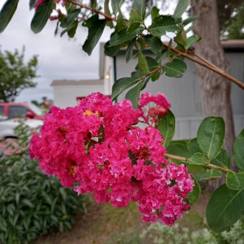 Crape Myrtle (Lagerstroemia indica Raspberry Sundae®) in the Crepe ...