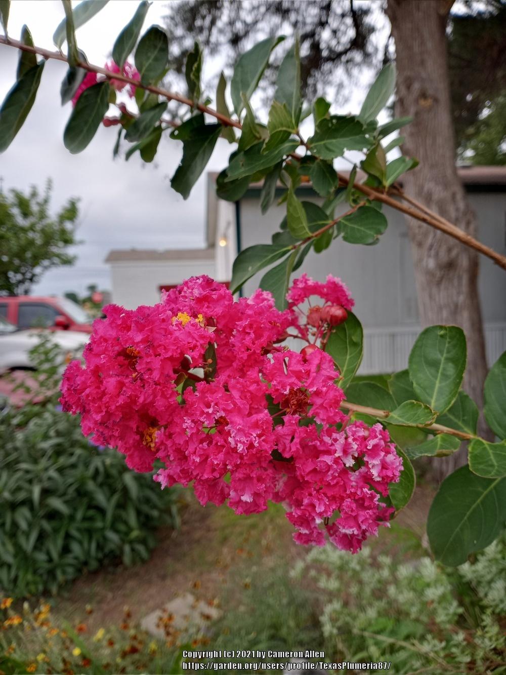 Crape Myrtle (Lagerstroemia indica Raspberry Sundae®) in the Crepe ...