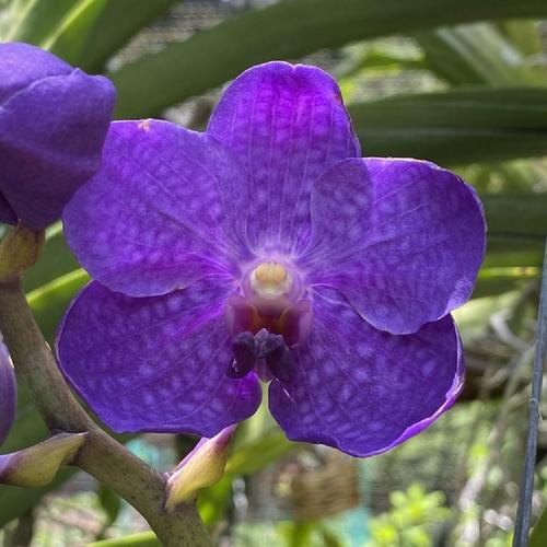 Orchid (Vanda Pachara Delight 'Blue') - Garden.org