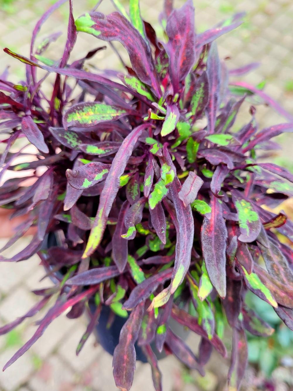 Coleus (Coleus scutellarioides Fancy Feathers™ Black) in the Coleus ...