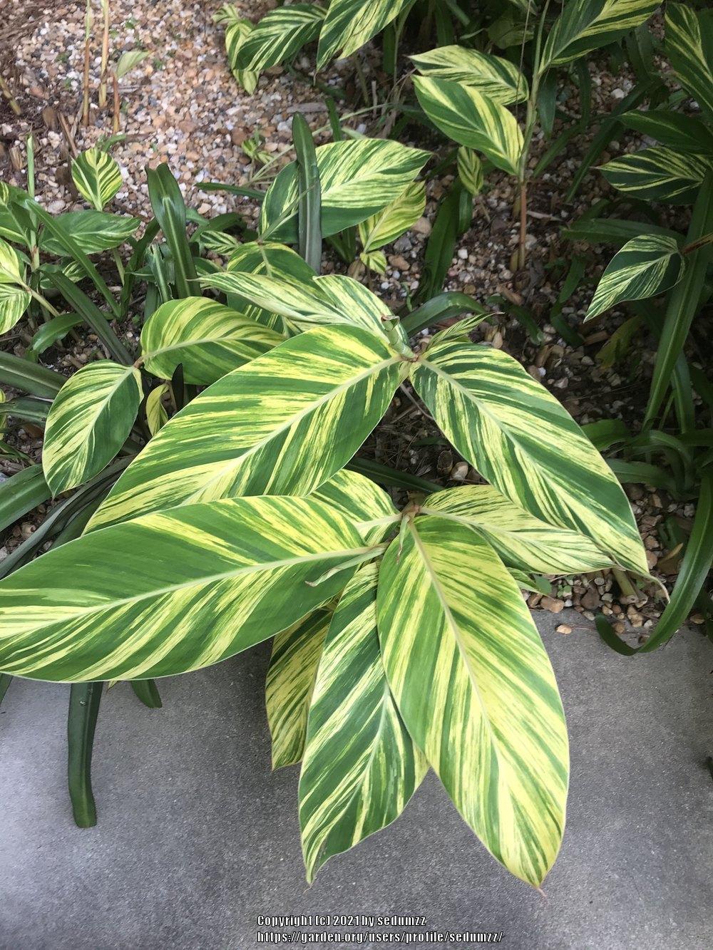 Photo of the entire plant of Variegated Shell Ginger (Alpinia zerumbet ...
