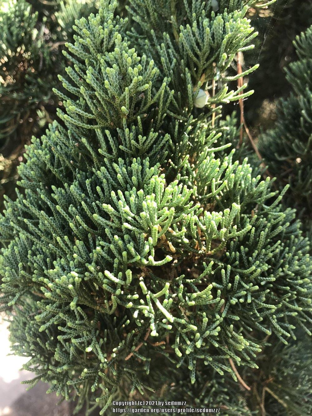 Chinese Juniper (Juniperus chinensis 'Robusta Green') - Garden.org