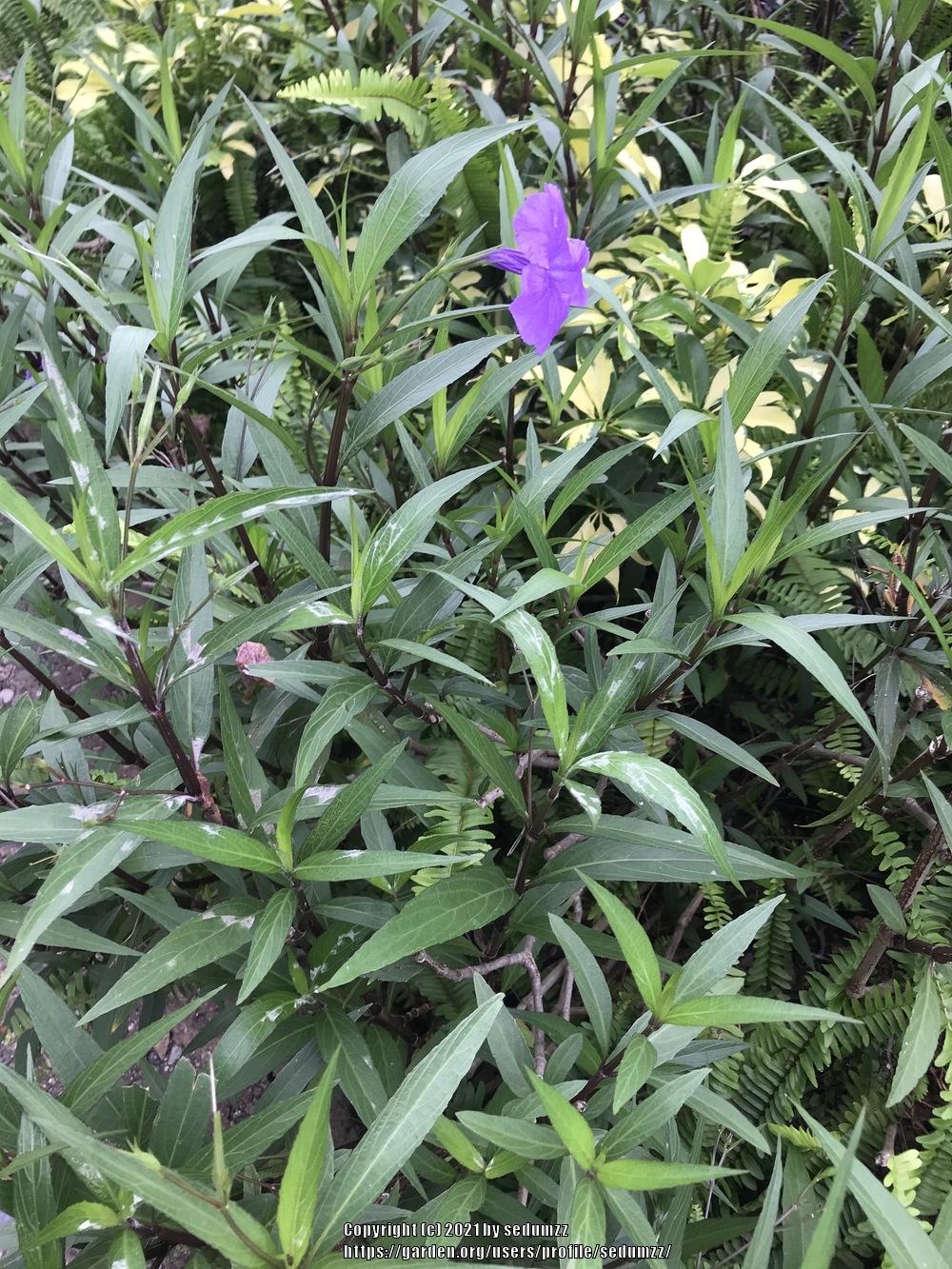 Photo of the entire plant of Mexican Petunia (Ruellia simplex) posted ...