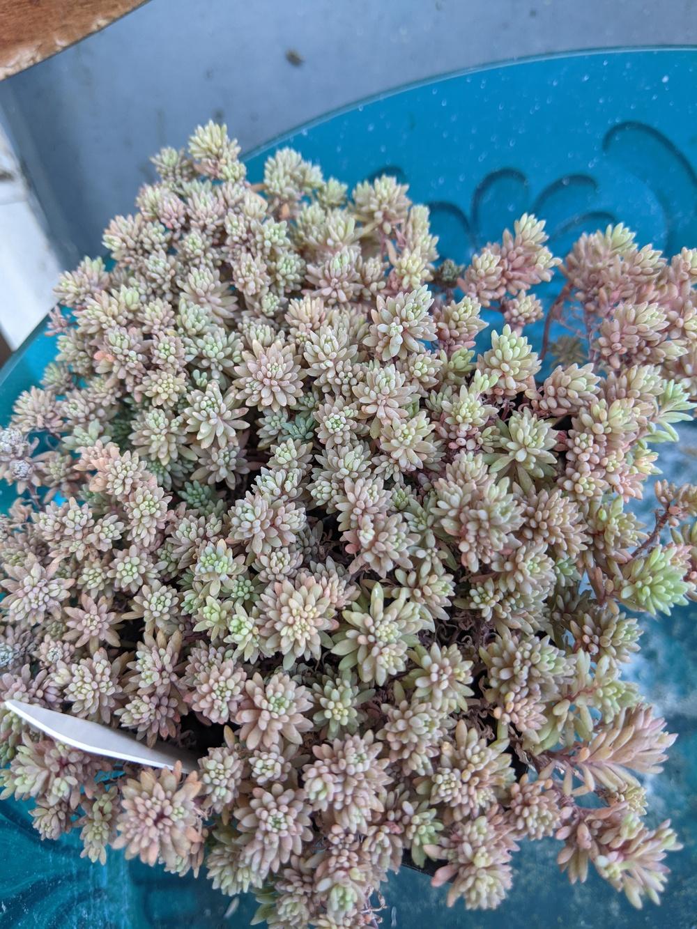 Photo of the leaves of Spanish Stonecrop (Sedum hispanicum) posted by ...