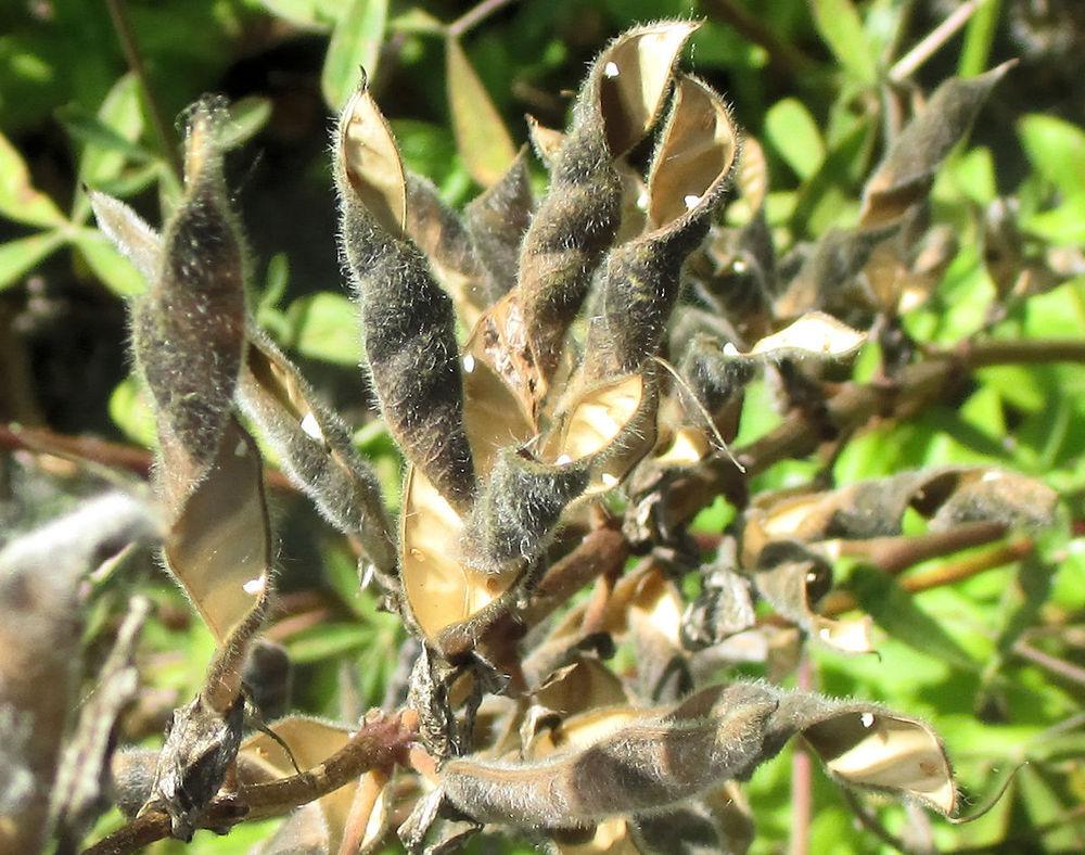 Photo of the seed pods or heads of Riverbank lupine (Lupinus rivularis ...