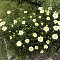 Photo of the closeup of buds, sepals and receptacles of Shasta Daisy ...