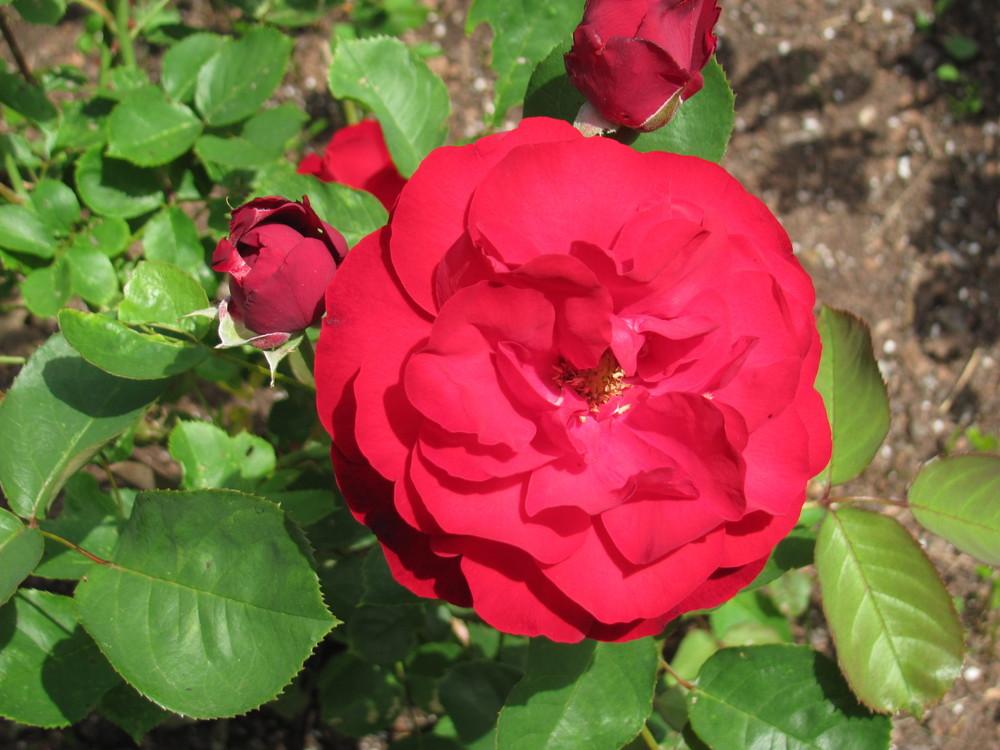 Photo of the bloom of Rose (Rosa 'Lilli Marleen') posted by roseman2000 ...