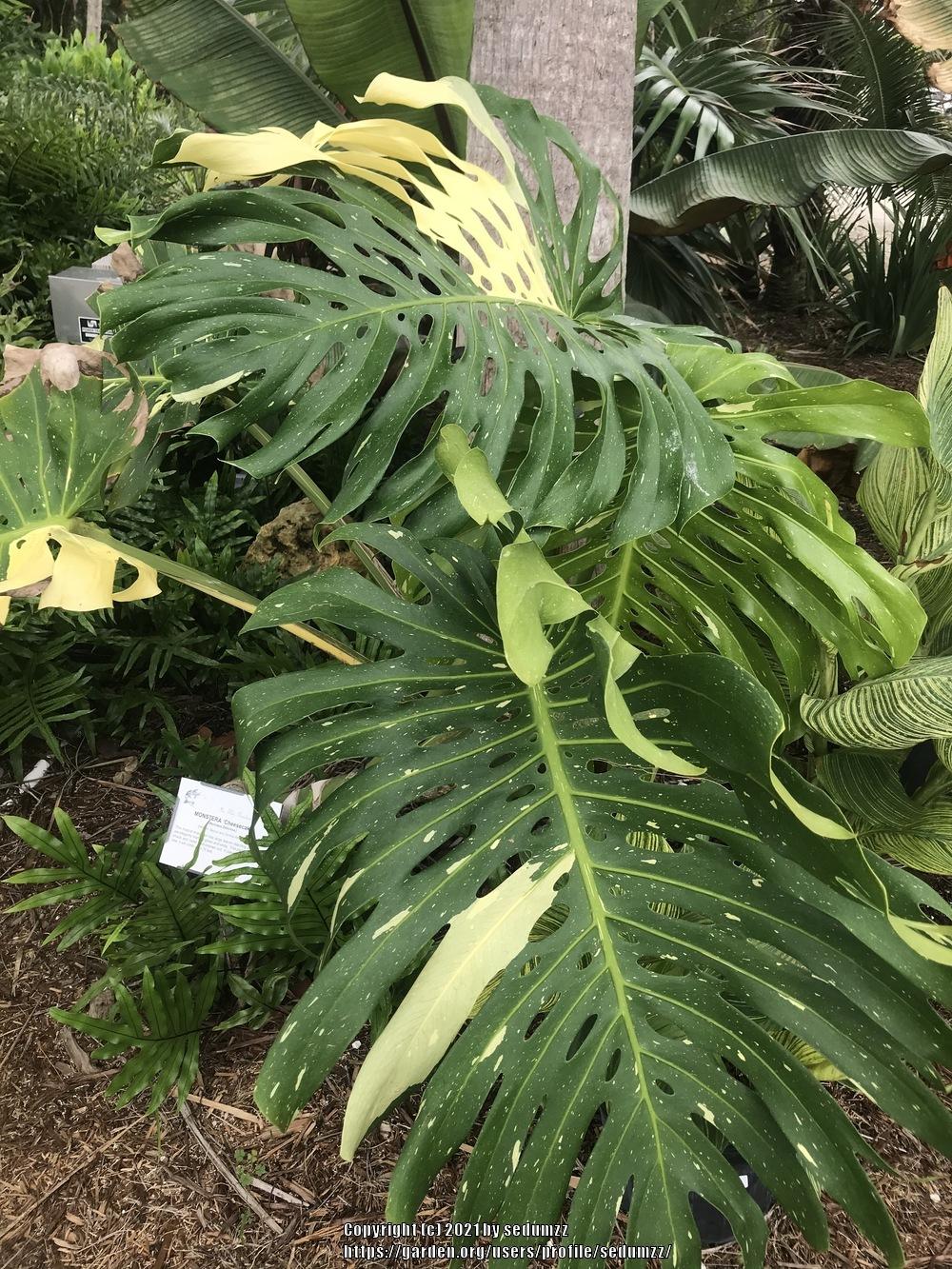Split-Leaf Philodendron (Monstera deliciosa 'Cheesecake') - Garden.org