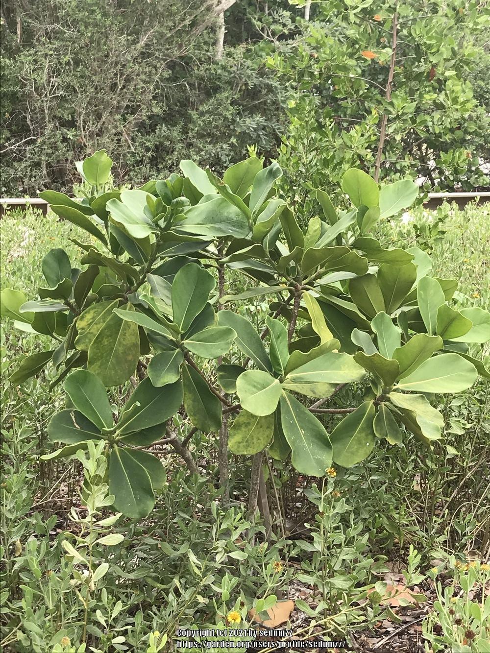 Photo of the entire plant of Autograph Tree (Clusia rosea) posted by ...