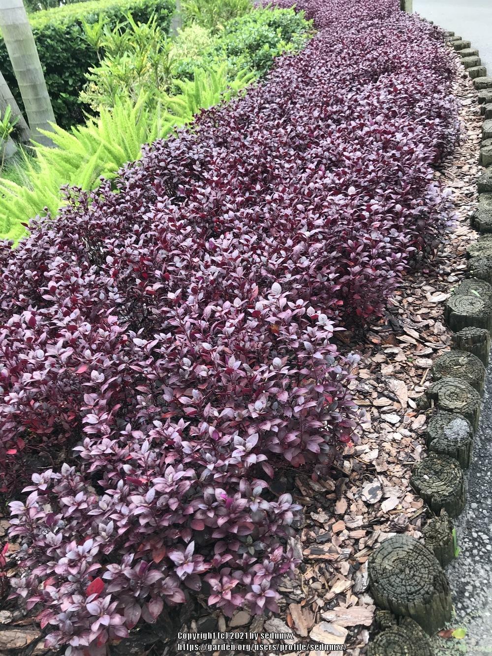 Photo of the entire plant of Joseph's Coat (Alternanthera dentata ...