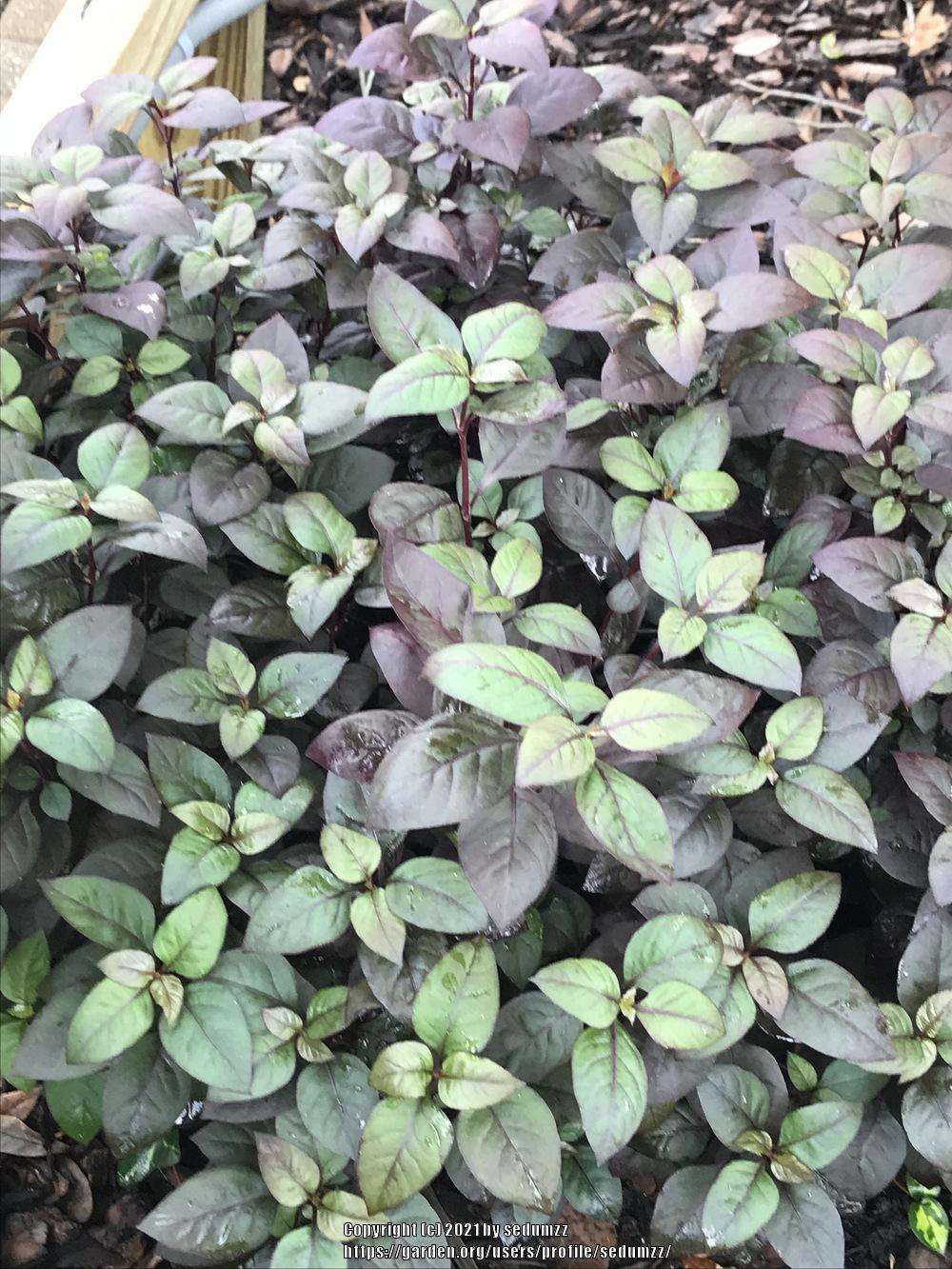 Photo of the entire plant of Joseph's Coat (Alternanthera dentata ...