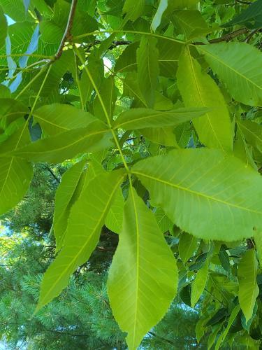 Tree identification Iowa in the Plant ID forum - Garden.org