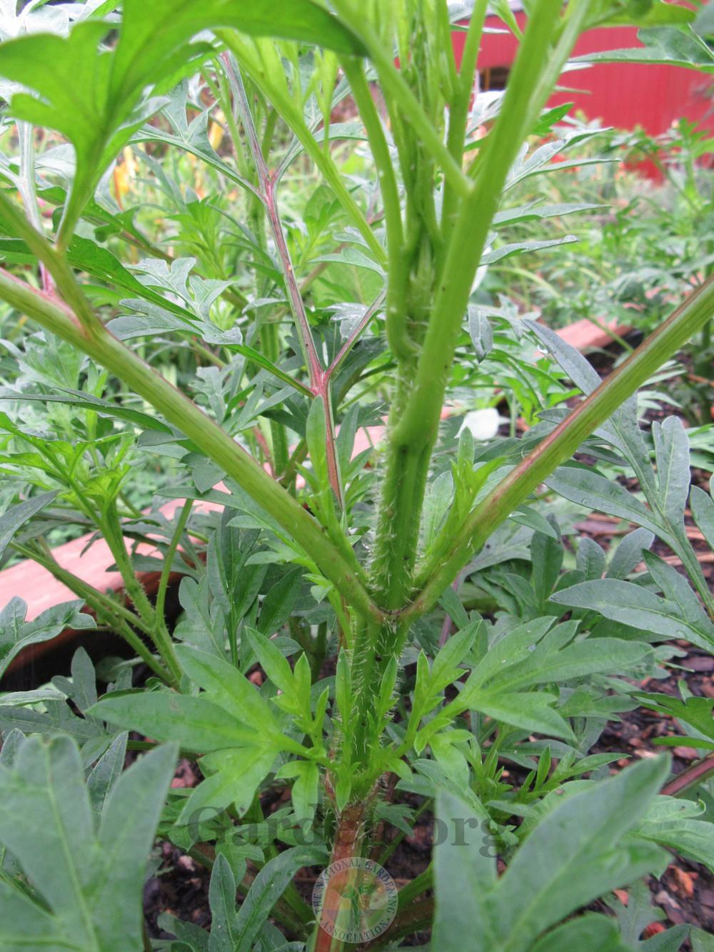 Is this cosmos? or a weed? in the Plant ID forum - Garden.org