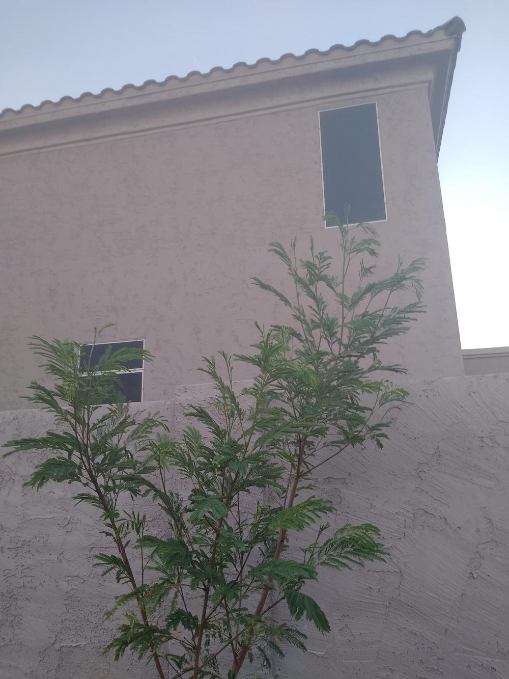 Photo of the seedling or young plant of Lead Tree (Leucaena ...