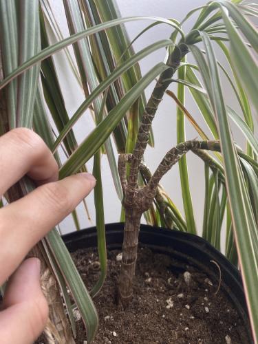 Help - Dragon Tree drooping in the Houseplants forum - Garden.org