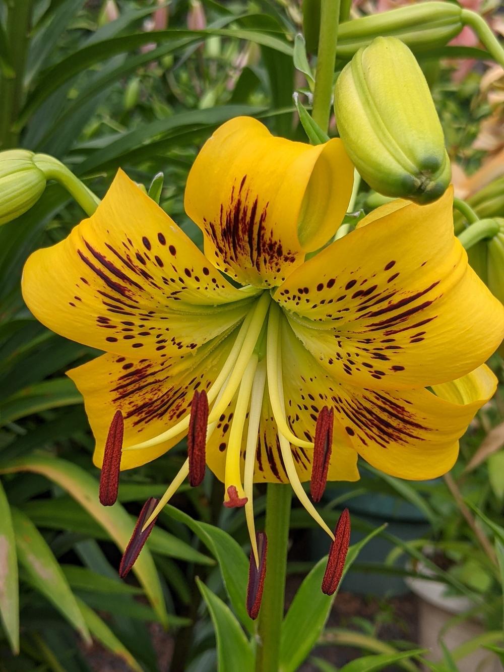 Photo of the bloom of Lily (Lilium 'Yellow Bruse') posted by Joy ...