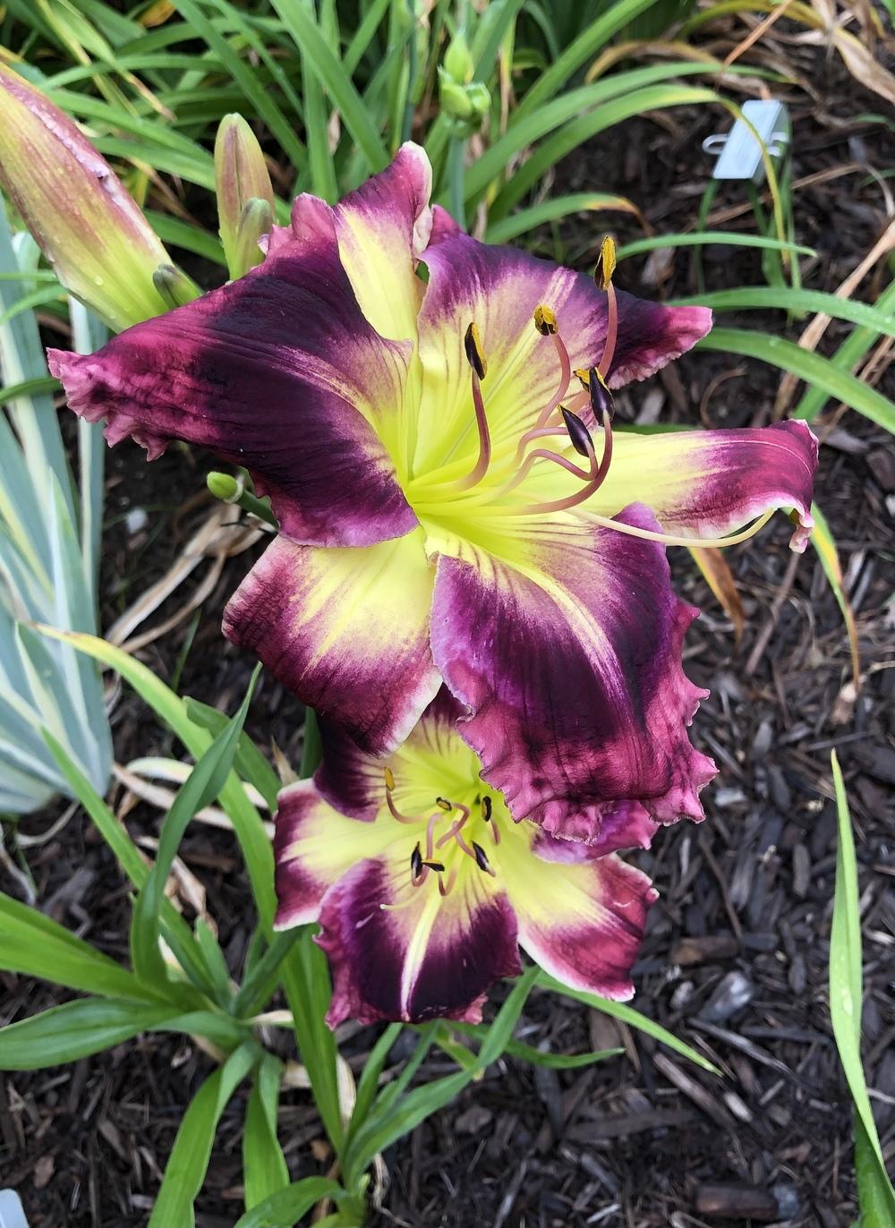 Photo of the bloom of Daylily (Hemerocallis 'When Hearts Kaleidoscope') posted by Lilydaydreamer ...