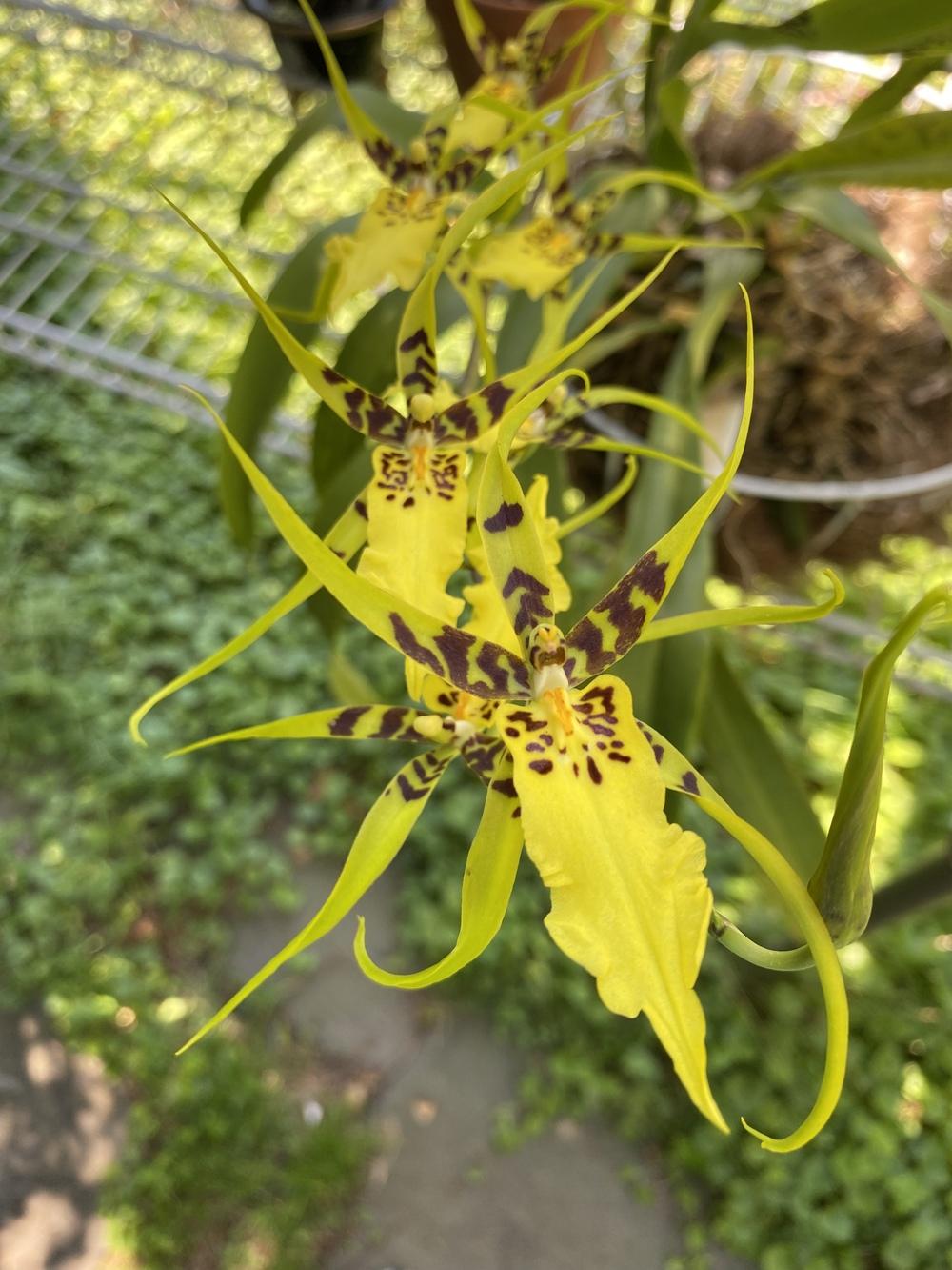 Orchid (Brassidium Shooting Star 'Mustard') - Garden.org