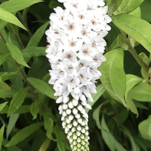 Seneca Snakeroot (Polygala senega) - Garden.org