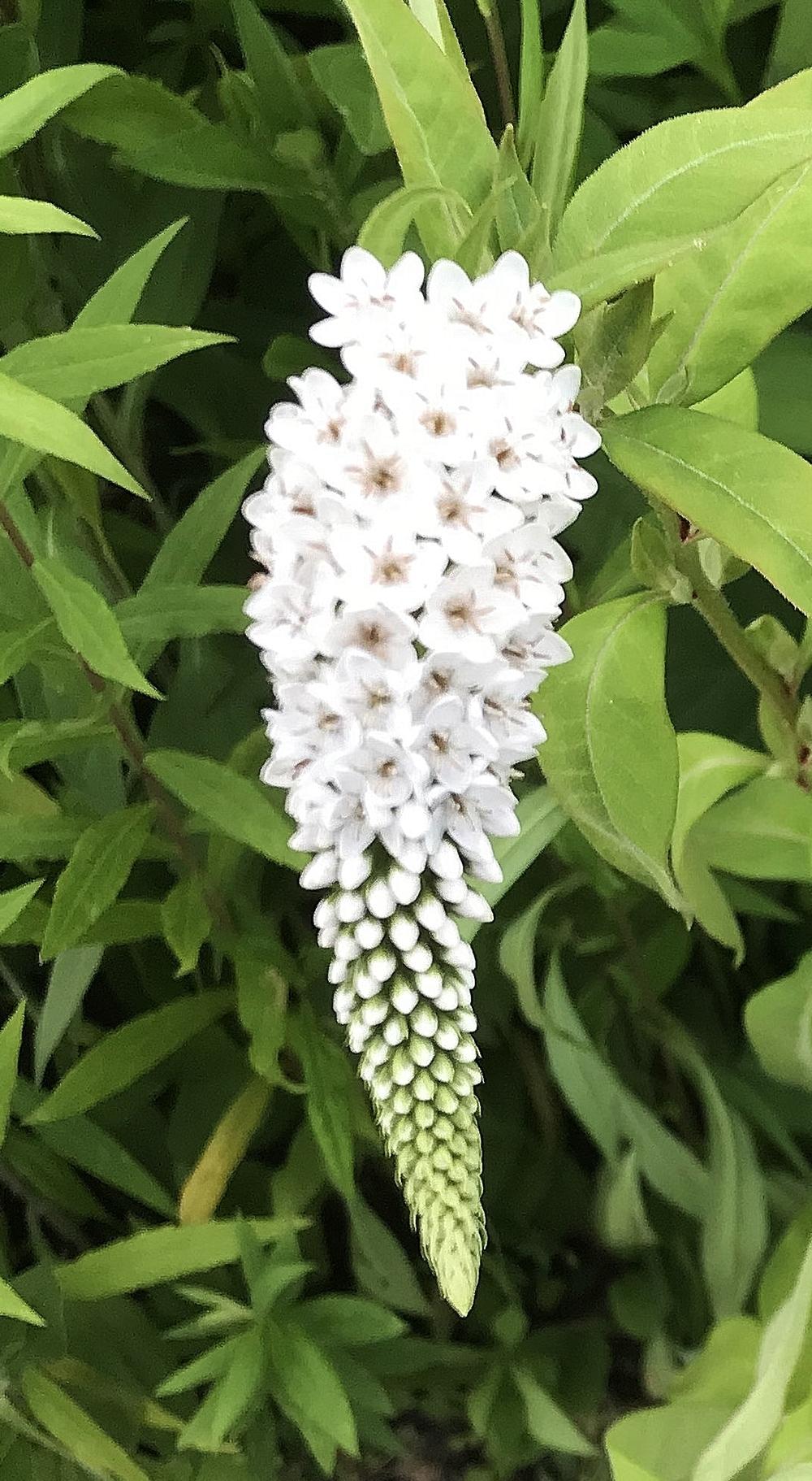 Photo of the bloom of Seneca Snakeroot (Polygala senega) posted by ...