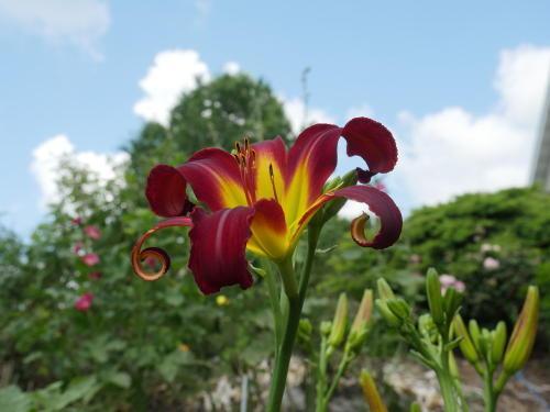 2021 Tall Daylily photos, up up and away in the Daylilies forum ...