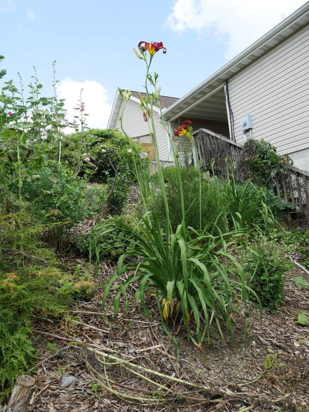 2021 Tall Daylily photos, up up and away in the Daylilies forum ...