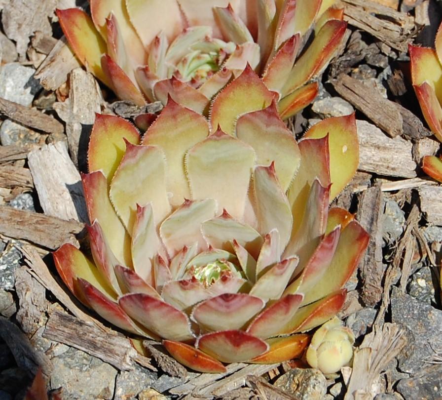 Photo of the leaves of Hen and chicks (Sempervivum 'Sandi Lu') posted ...