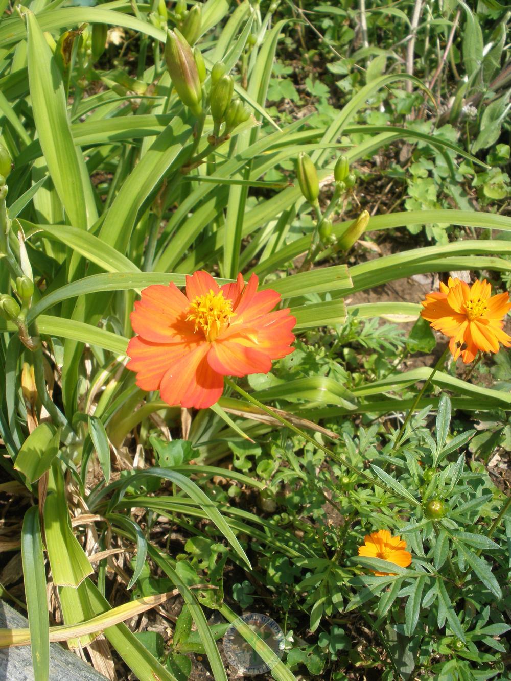 Is this cosmos? or a weed? in the Plant ID forum - Garden.org
