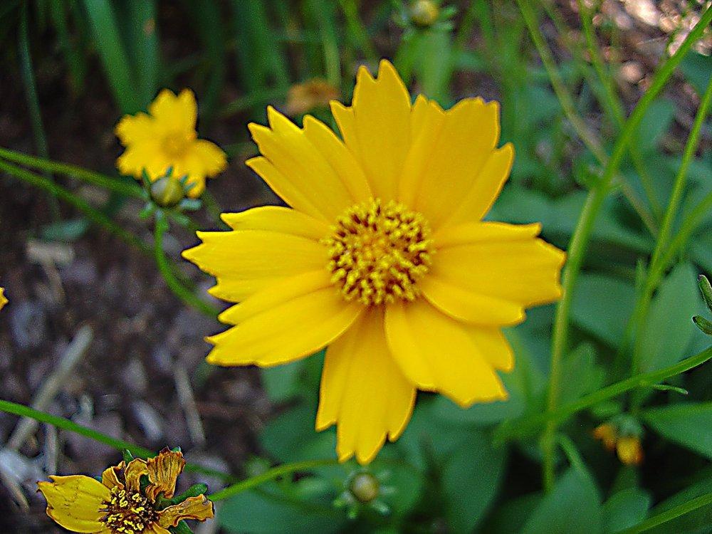 Lobed Tickseed (Coreopsis auriculata) in the Tickseeds Database ...