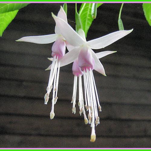 Hardy Fuchsia (Fuchsia magellanica 'Alba') in the Fuchsias Database ...